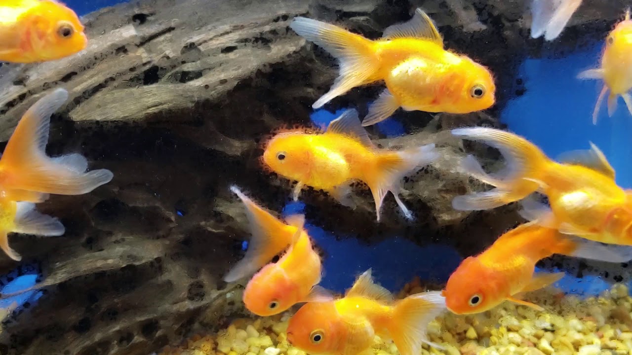 Red Oranda - YouTube