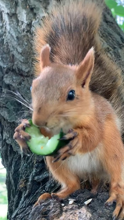 Очень вкусный огурец 🐿 Very tasty cucumber - YouTube