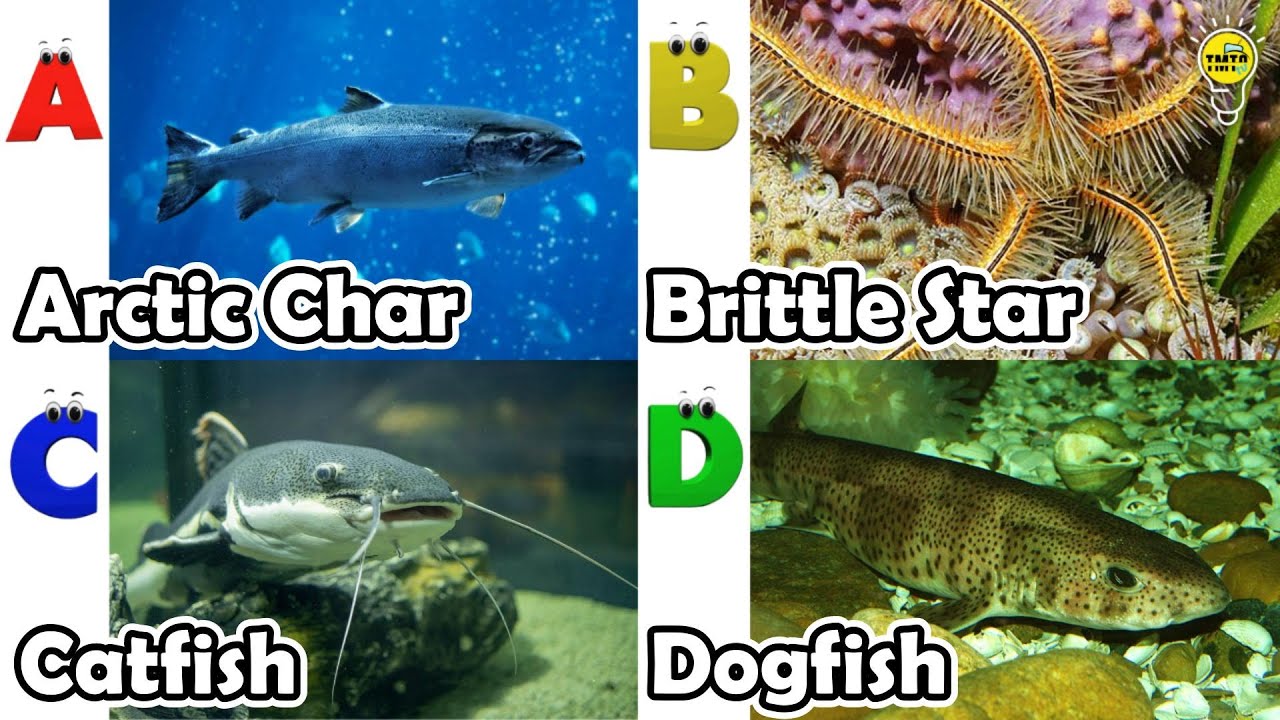 Cute ocean animals | ABC phonics animals | ABC Sea Animals song ...