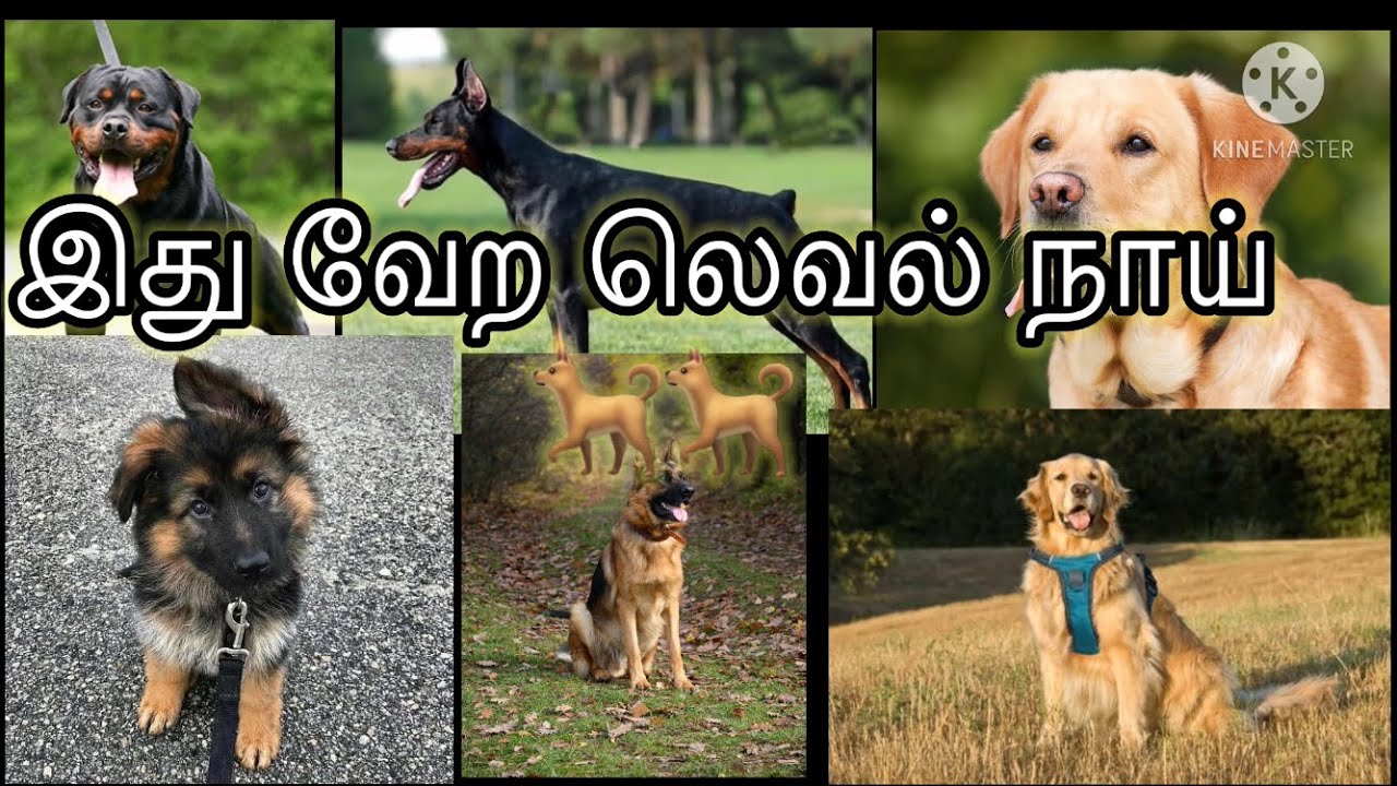 TOP 05 TAMIL | Top 05 Sri Lankan intelligence Dog | In Tamil - YouTube