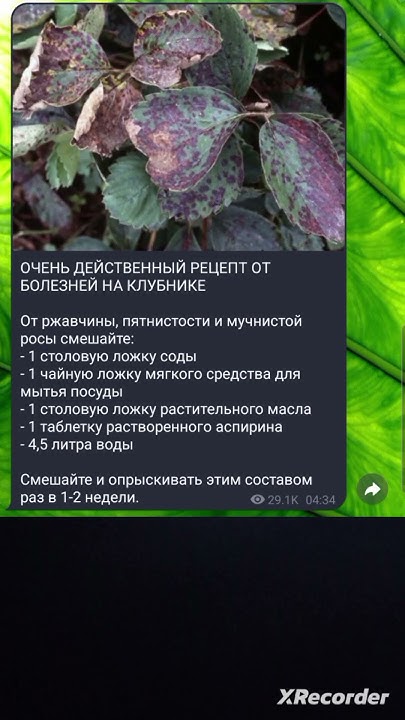 🍓Эффективный рецепт от болезней Клубники - YouTube