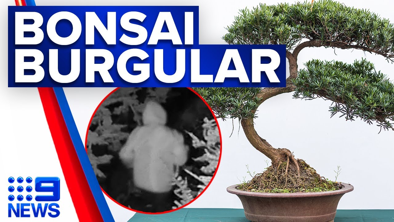 Thieves steal $15k worth on bonsai trees | 9 News Australia - YouTube