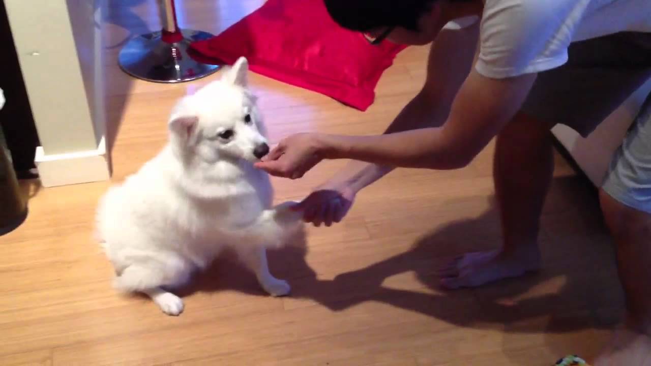 American Eskimo doing tricks - YouTube