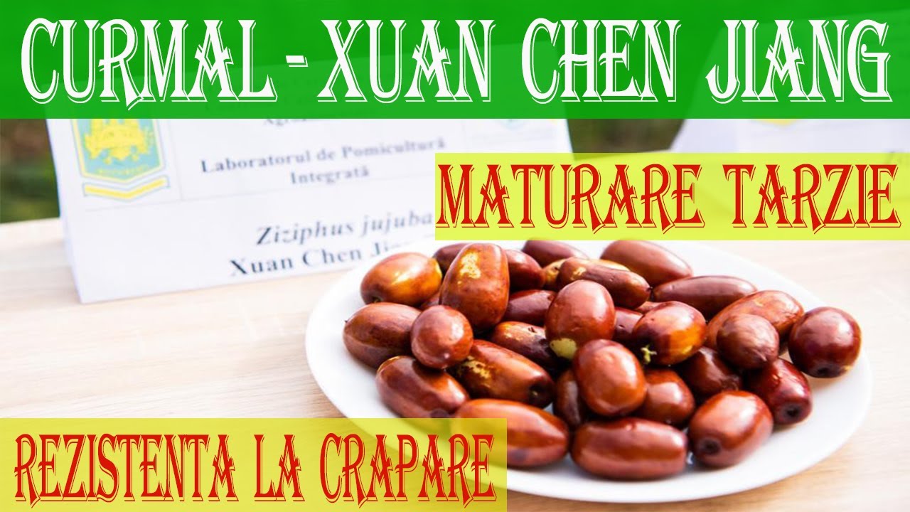 In gradina Danei - despre curmalul chinezesc, duo par si trio mar ...