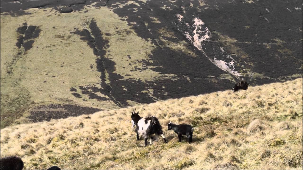Wild Goats Of The Cheviot Hills. Northumberland. - YouTube