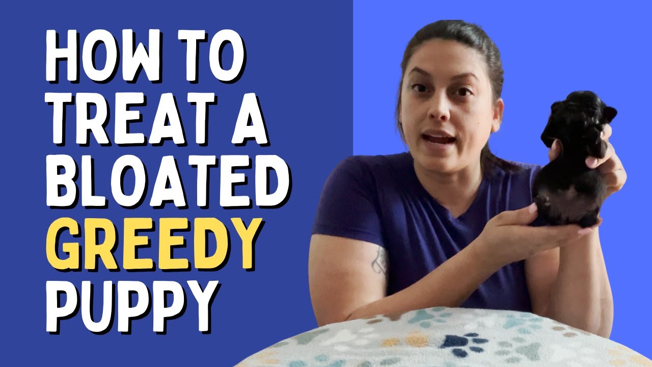 Dealing With GREEDY Puppies Step By Step - YouTube