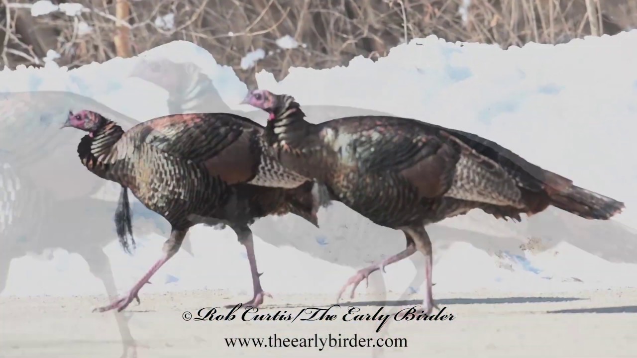 WILD TURKEY, Meleagris gallopavo foraging - YouTube