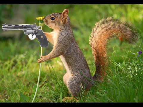 Squirrel Bond - YouTube