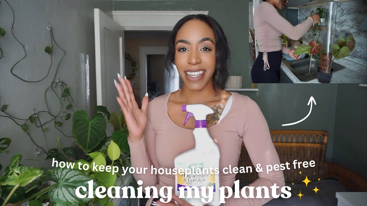 How I Keep My Houseplants Clean & Pest Free 🌱 Relax & Wash My Plants ...