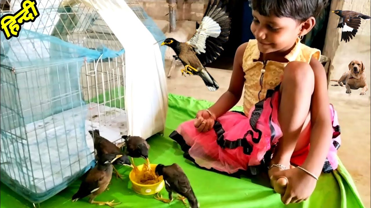 Salik Bird Ko Khabar Da Rahi Hu - YouTube