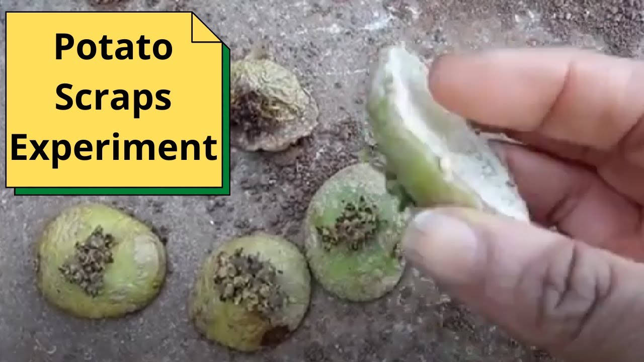 Potato Scraps Experiment - YouTube