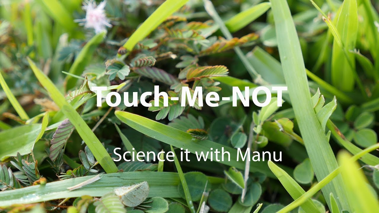Touch-Me-Not - YouTube