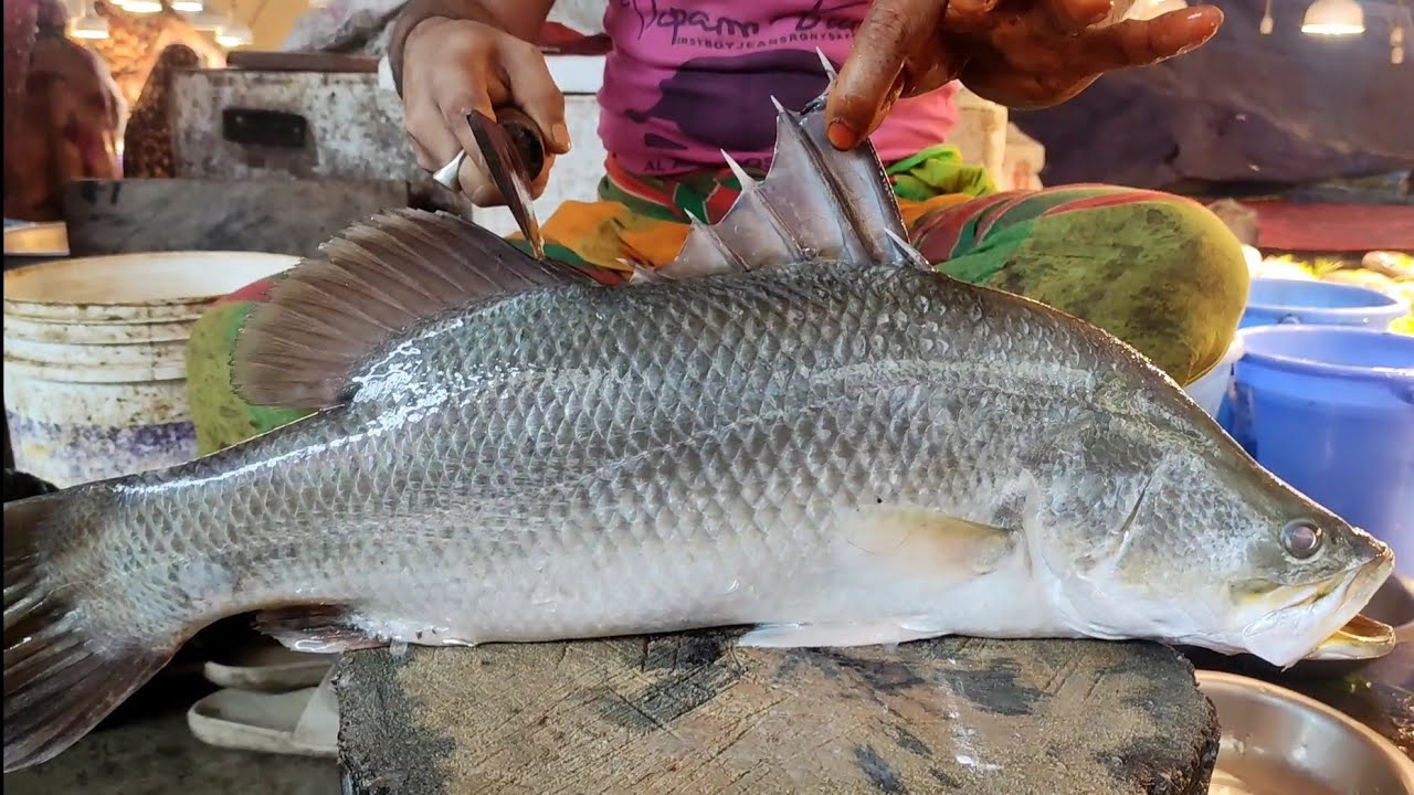 Big Bhetki Fish Cutting Skills!! Expert Fish Cutting Live In Fish ...