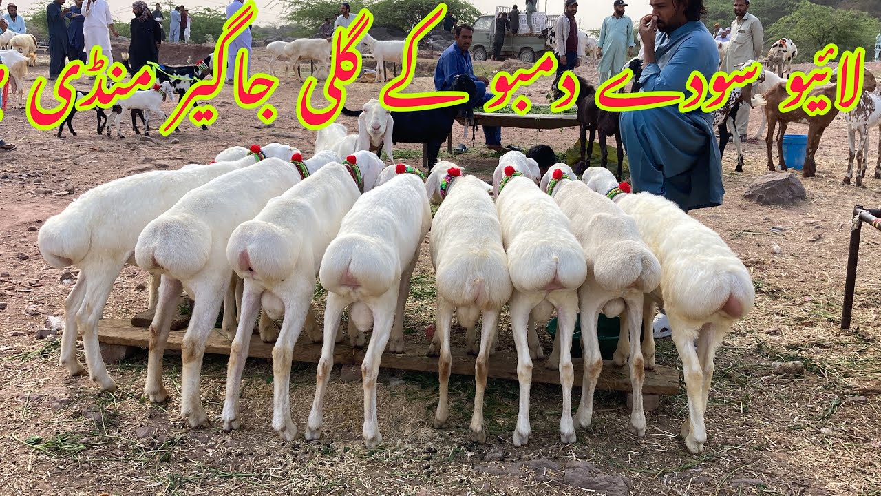Ha Bhi Kitne Ki Jori Li / Dumba Bakra Mandi Gali Jageer Latest Update ...