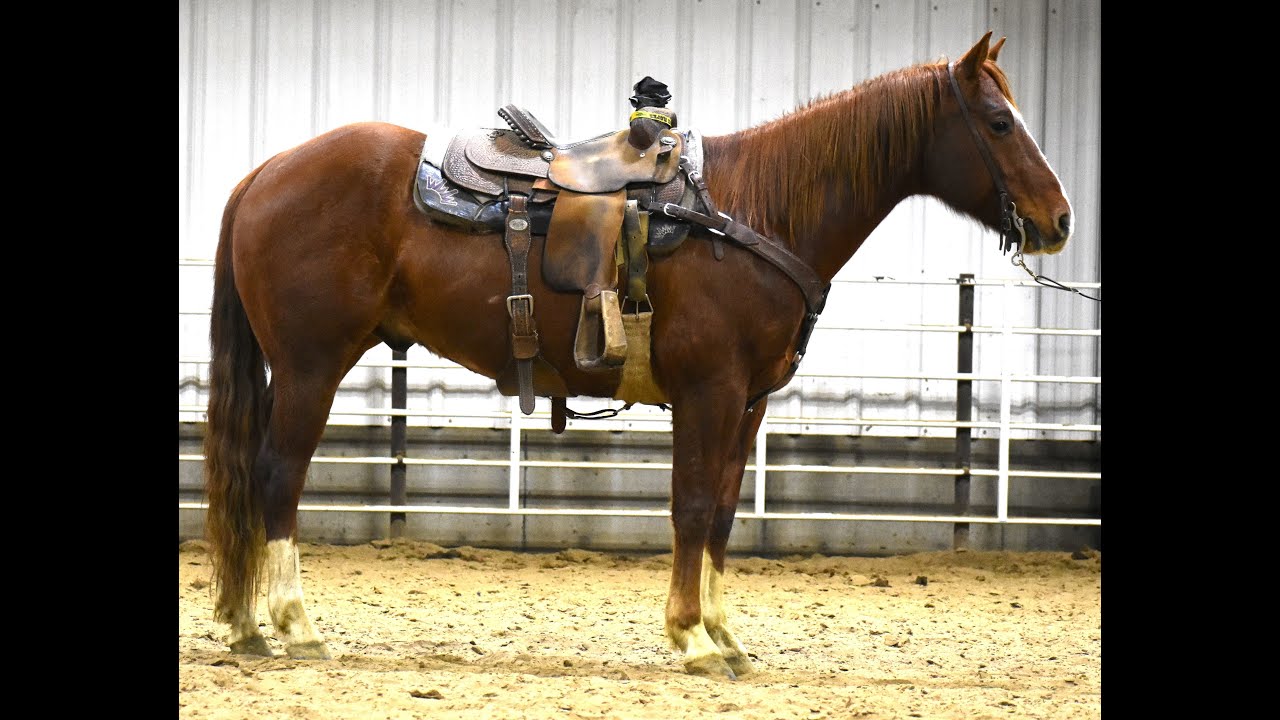 🔸Lot 145 RNM ONE JACK🔸 💥Pitzer Ranch 2023 Spring Sale💥 - YouTube