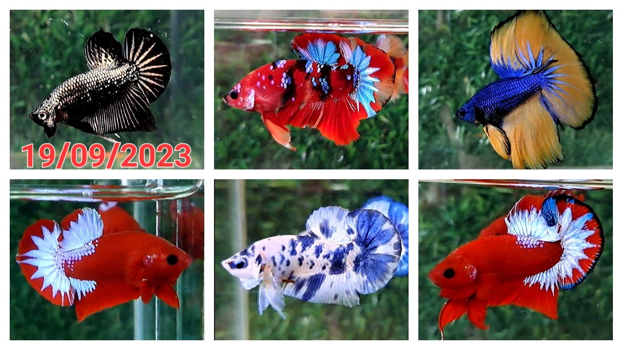 ĐỢT CÁ 19/09/2023, BETTA GIÁ RẺ: HALFMOON, SAMURAI, MARBLE DOT, KOI ...