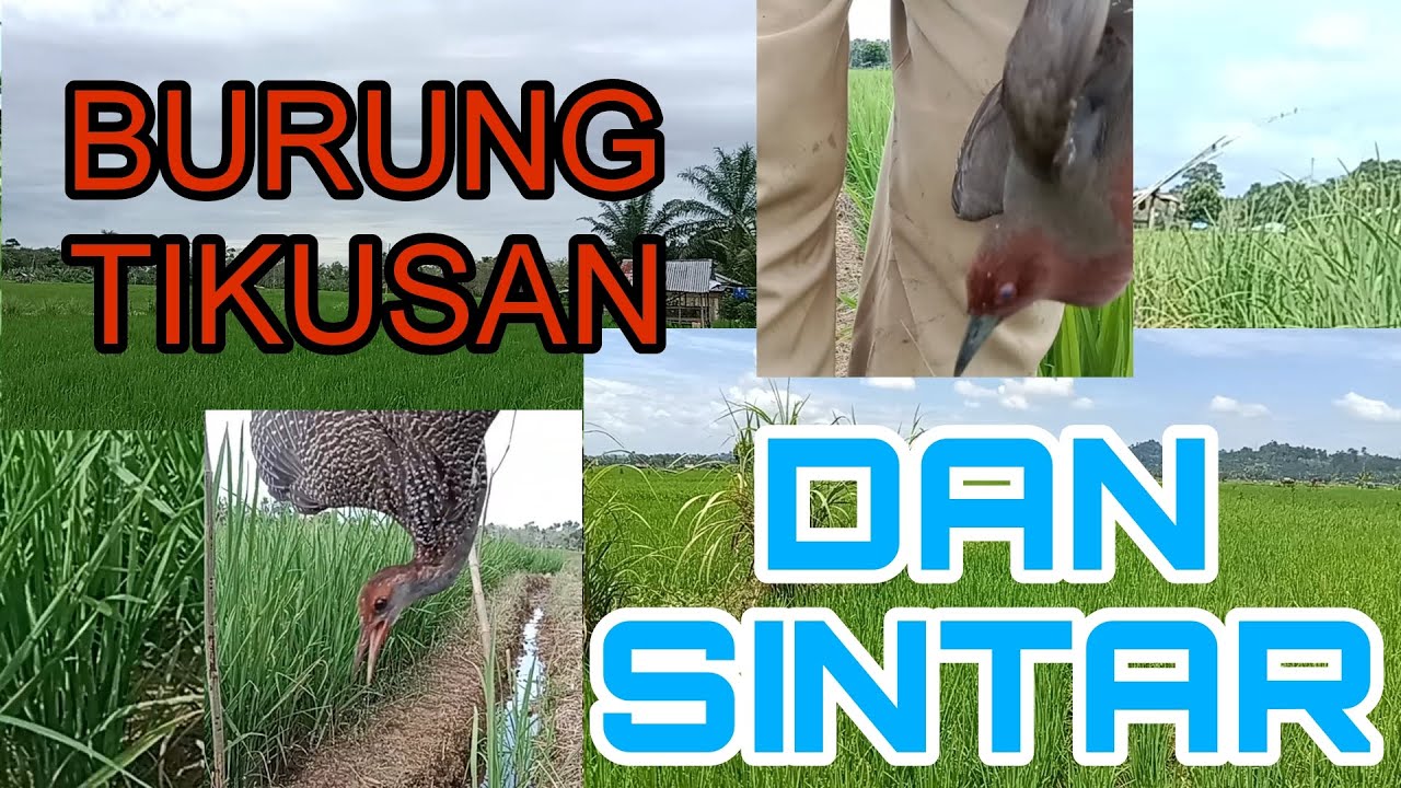 Menjerat Burung Sawah‼️ - YouTube