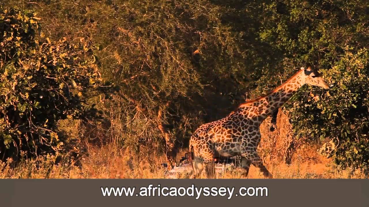 Nkwali, Zambia Safaris and Honeymoons, video of Nkwali in South Luangwa ...