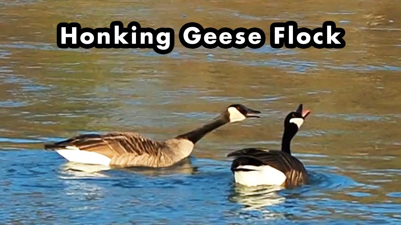 Canada Goose Flock Honking Sound Swimming Along a Lake - Bird Calls ...