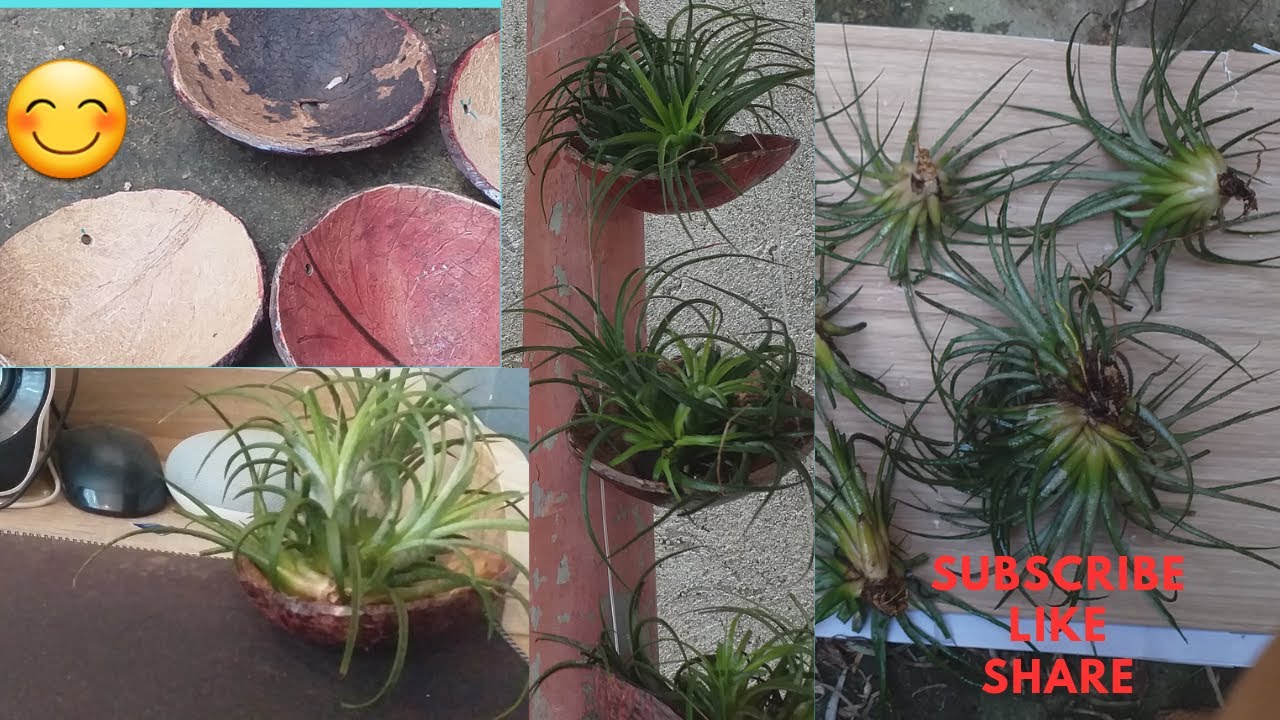 AIR PLANTS : IDEA USING COCONUT SHELL , SO COOL (DO THIS) | NODADO TEAM ...