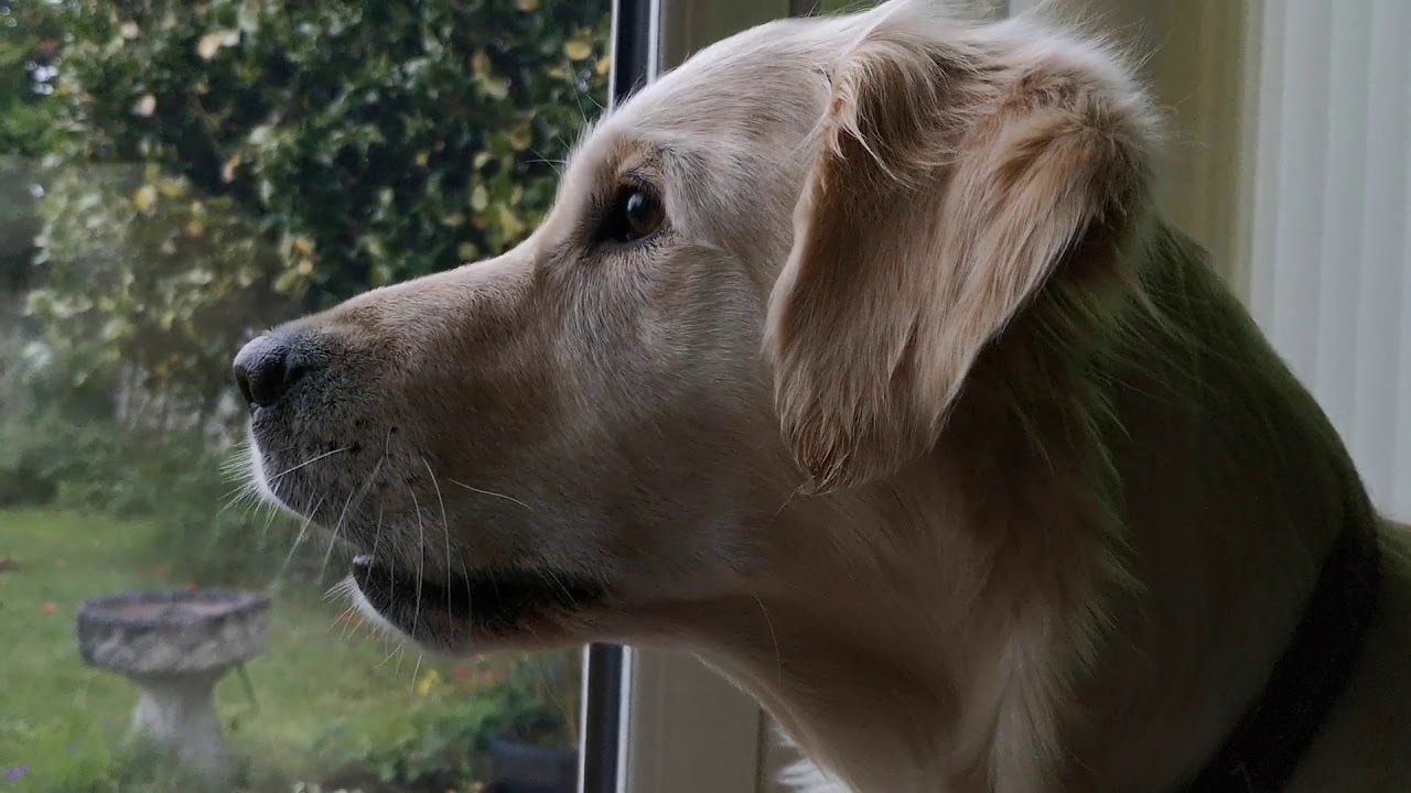 Golden Retriever - Monster in the garden - YouTube
