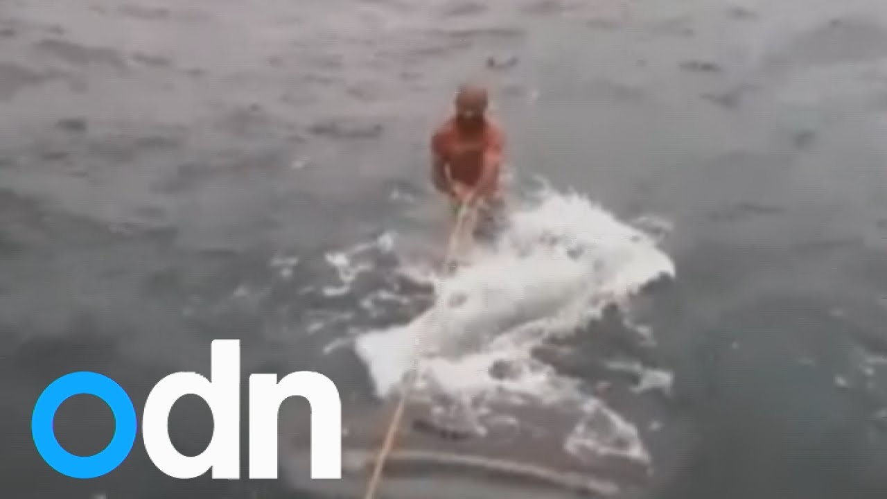 Men filmed surfing on whale shark - YouTube
