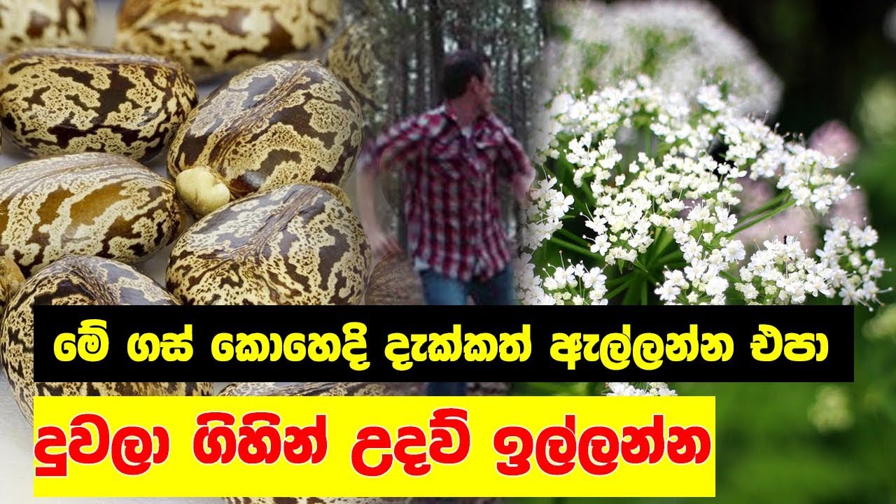දුවලා ගිහින් ඉක්මනටම උදව් ඉල්ලන්න - The deadliest trees in the world ...
