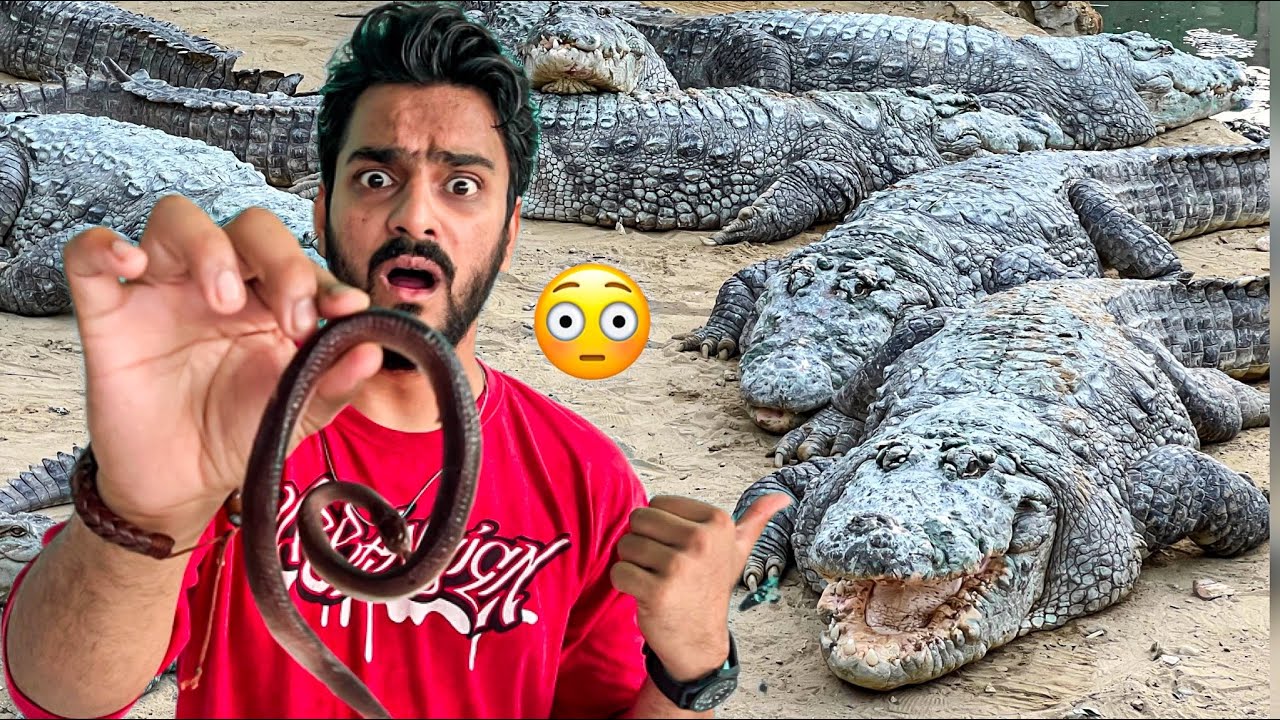Itne Saare Crocodiles😨🐊 | Magarmach | Mishkat Khan | The Fun Fin - YouTube