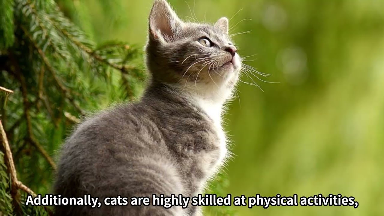 Characteristics of people liked by cats - YouTube
