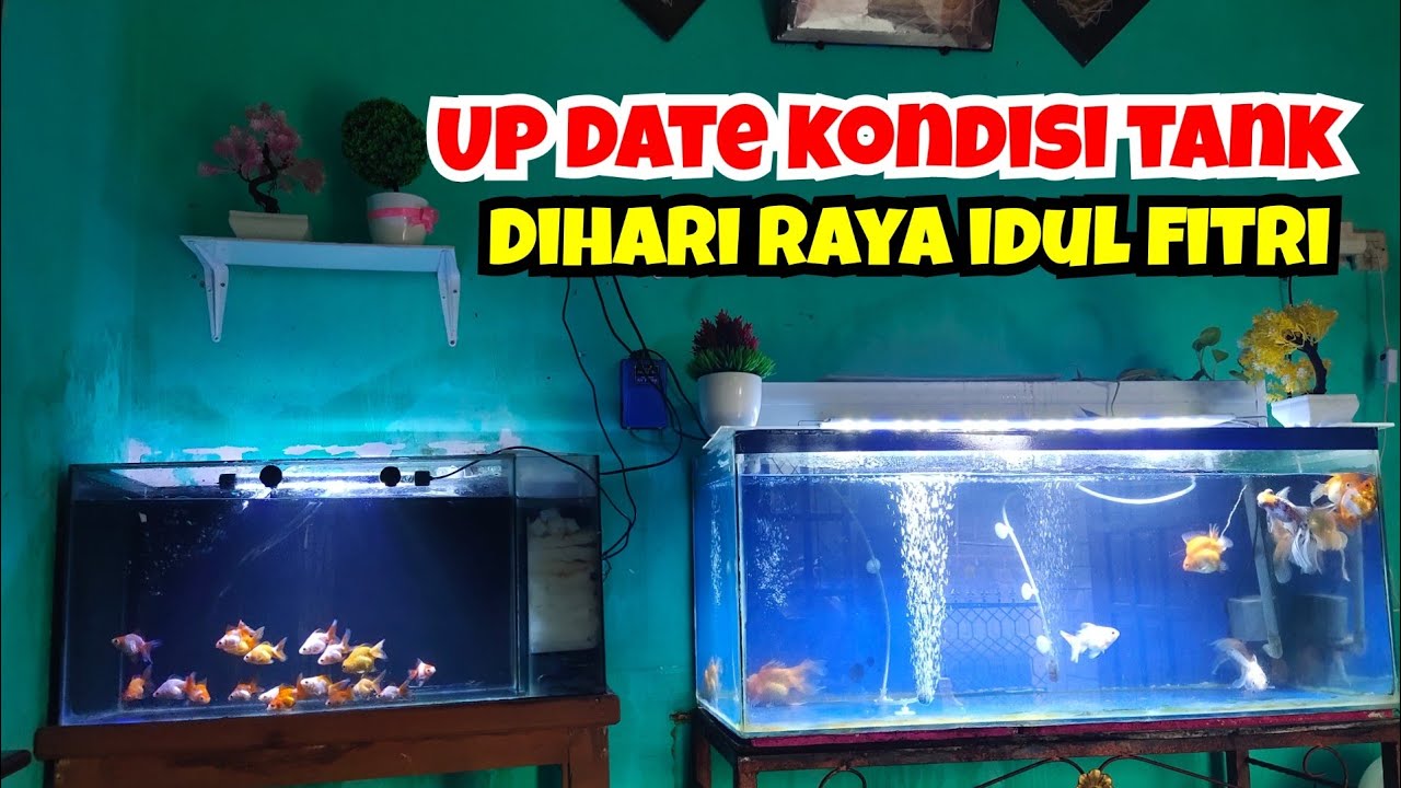 UP DATE KONDISI TANK DI HARI RAYA - YouTube