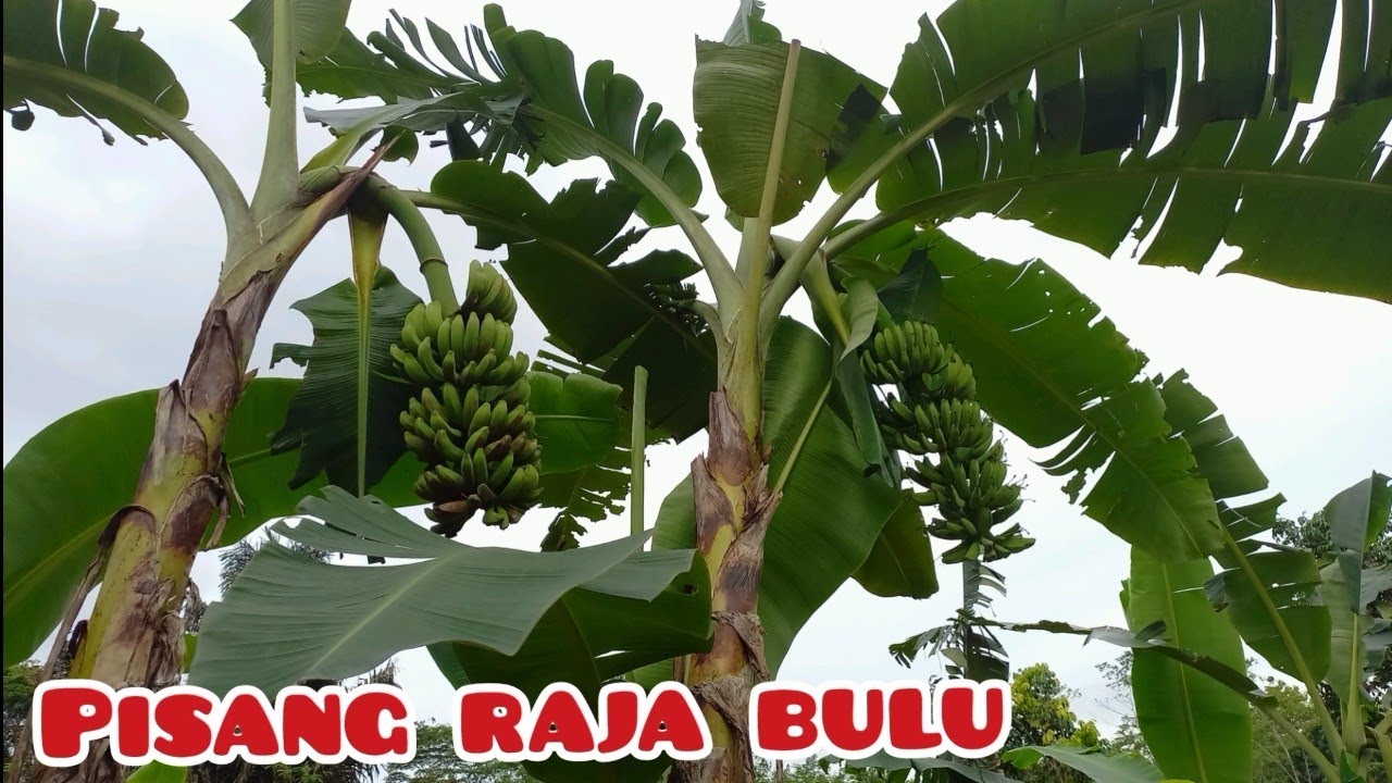 PISANG RAJA BULU SUPER HASIL APLIKASI PEMUPUKAN UREA DAN NPK - YouTube