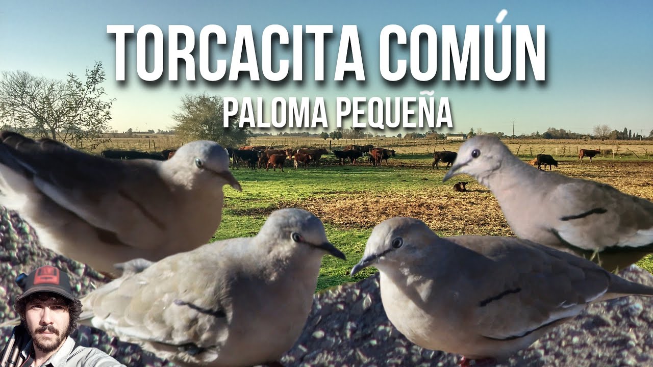 Torcacita común CANTO 4K (Columbina picui) Tortolita cuyana, alinegra ...