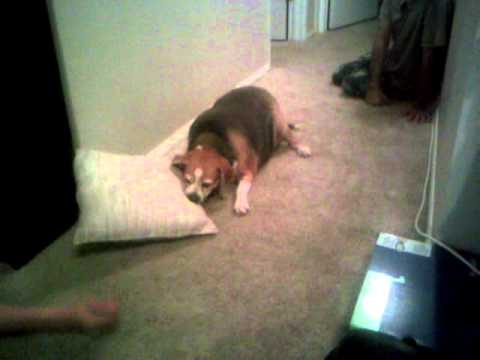 Daisy the vicious beagle part du!!!! - YouTube