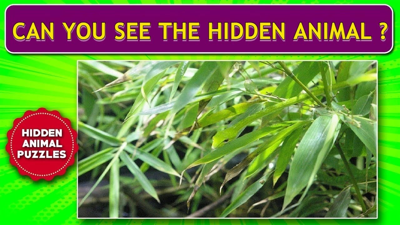 Can you find The Hidden Animal - 10 photos Puzzle #1 - Optical ...