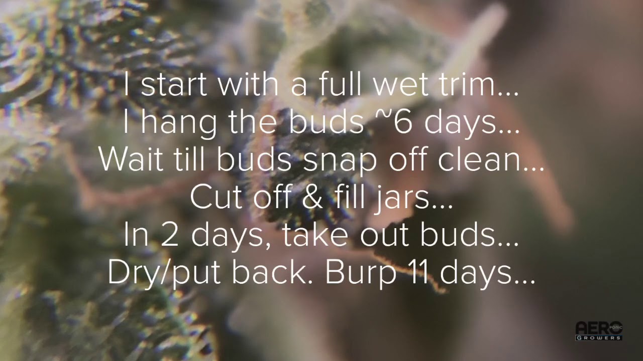 How I cure my Cannabis buds all the way through burping them in mason ...