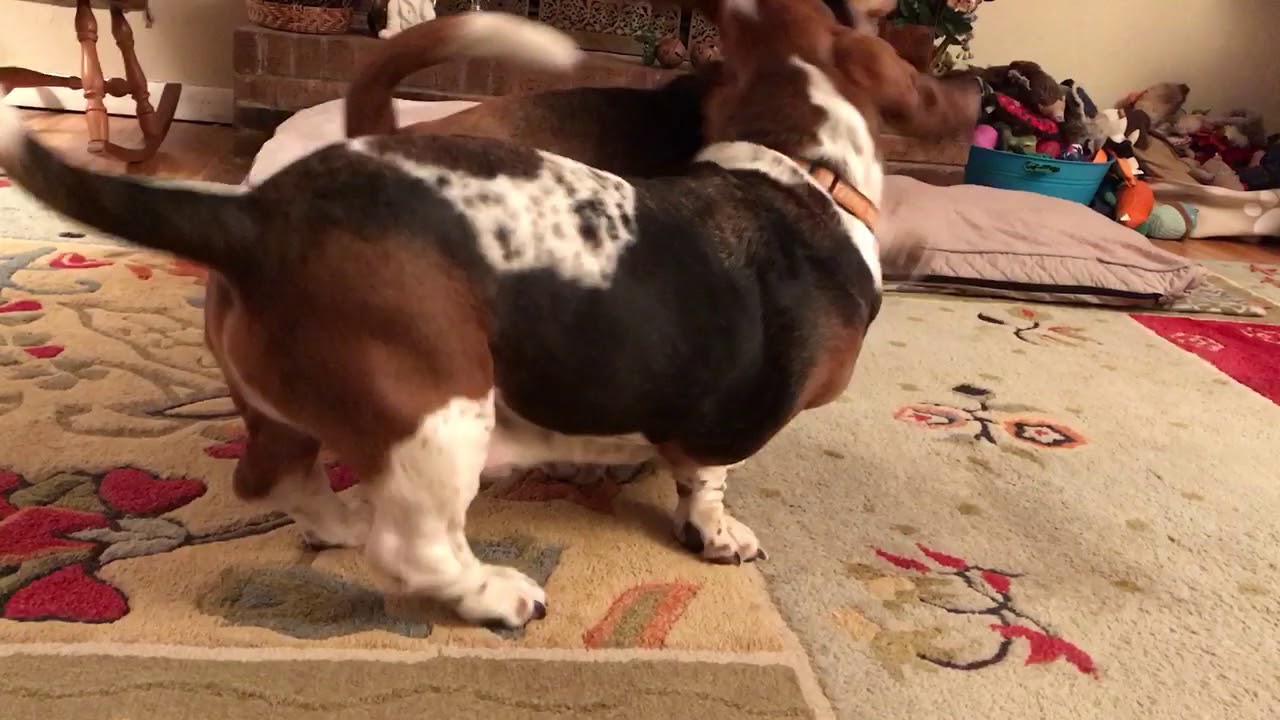 Games Bassets Play. - YouTube