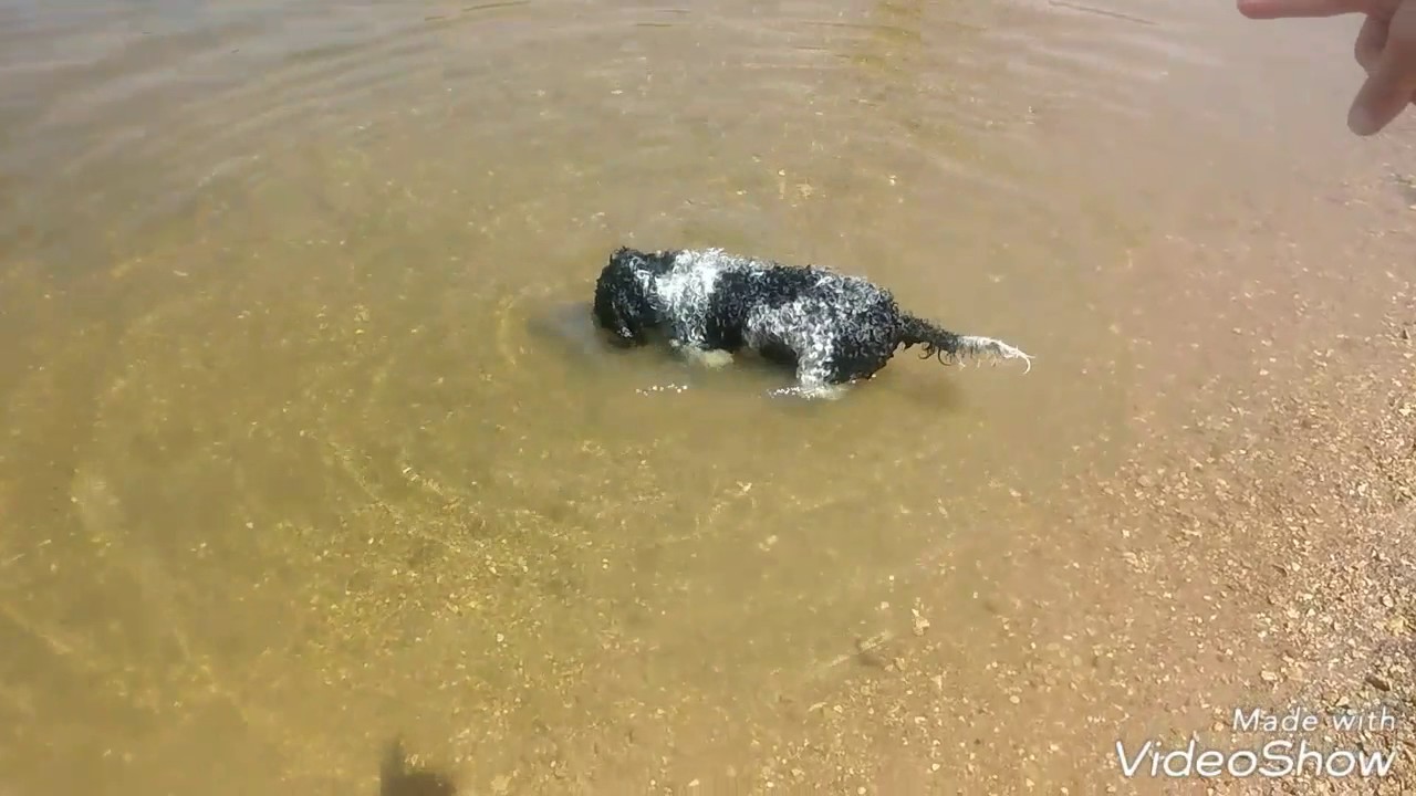 Poppy the Cockapoo's First Swimming Lesson - YouTube