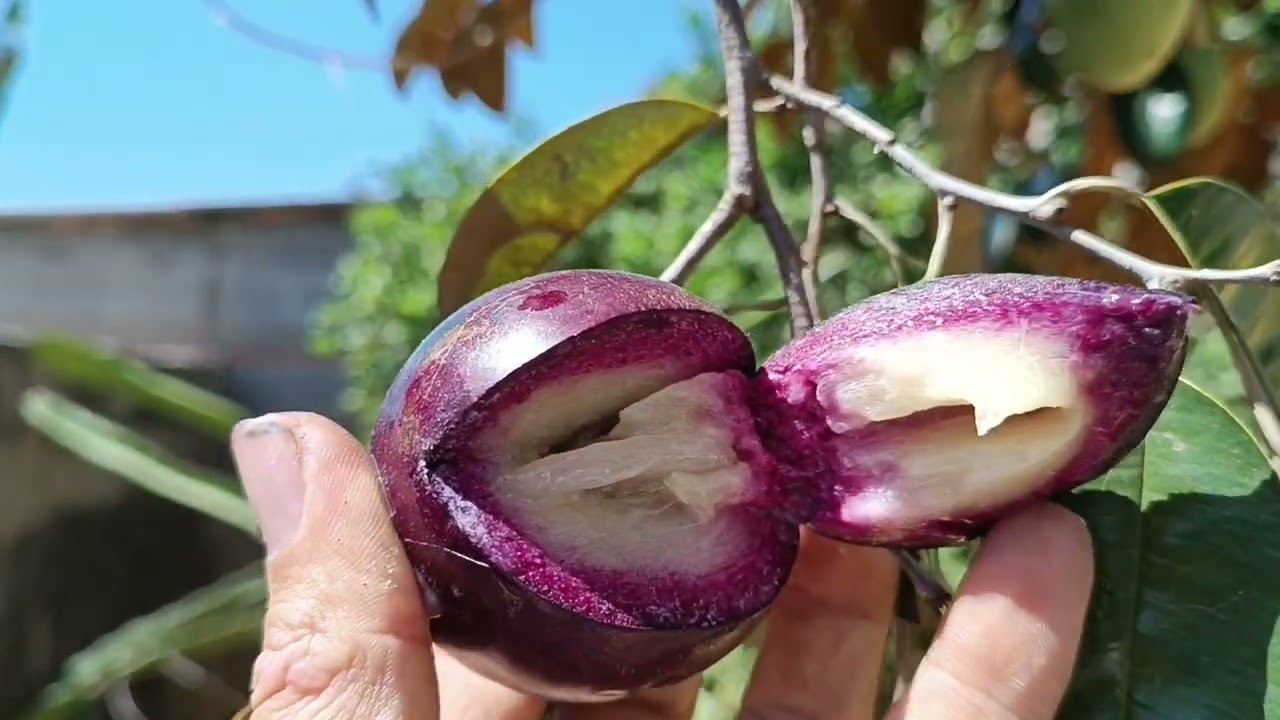 ABIU/ABIL ROXO - UM DOS FRUTOS MAIS SABOROSOS QUE JÁ COMI.... - YouTube