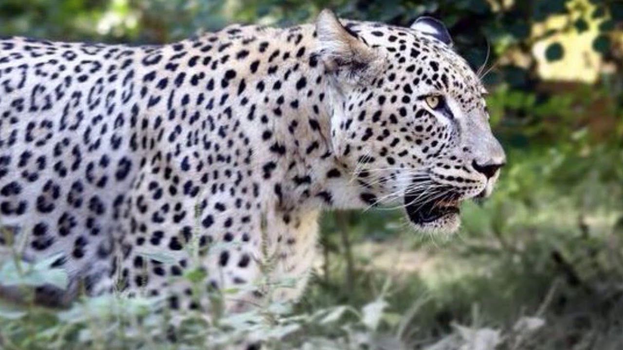 豹中之王，波斯豹 King of leopards, Persian leopard - YouTube