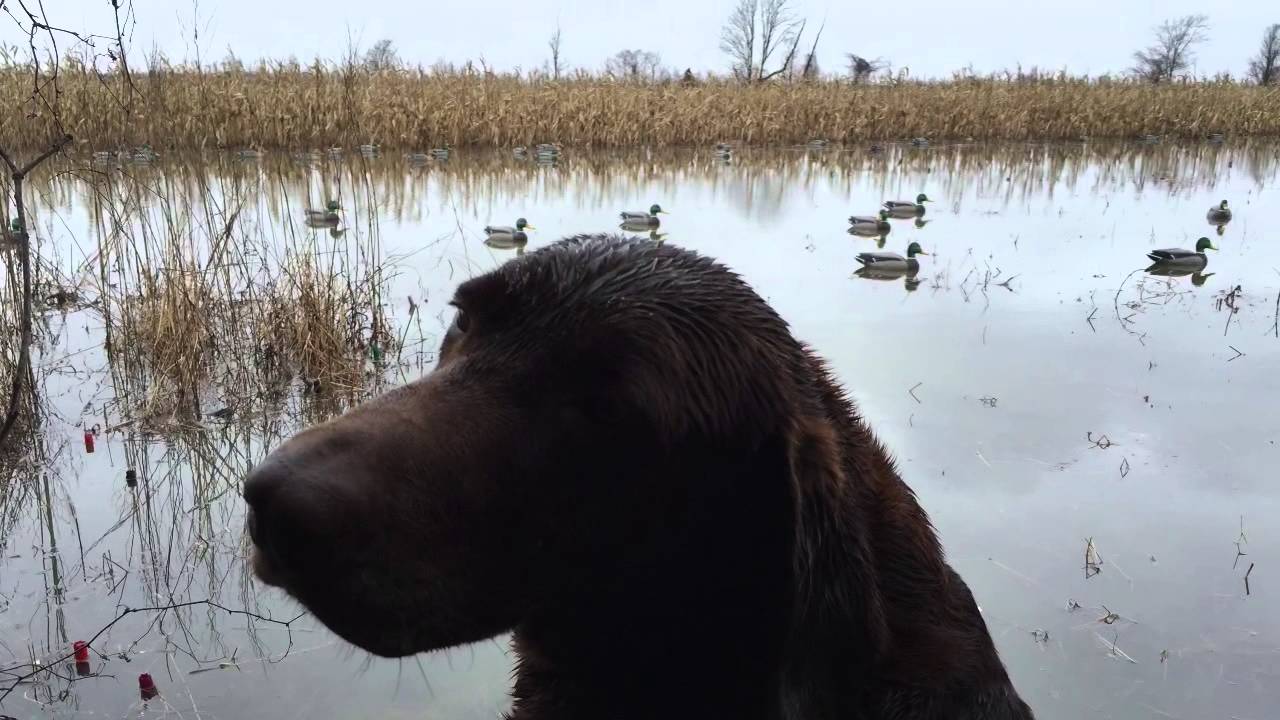 Delta Duck Hunts - YouTube