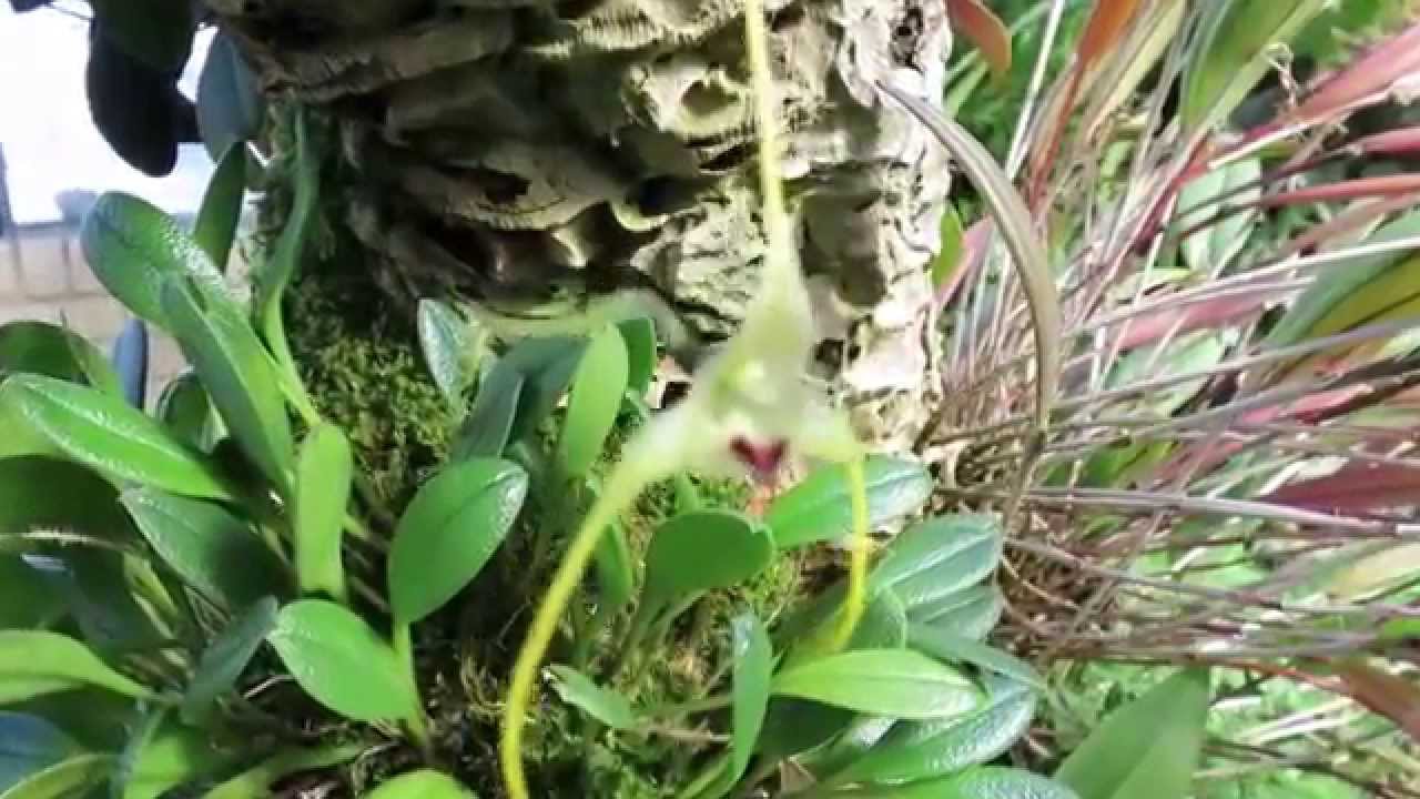 Orchid pollination trap - YouTube