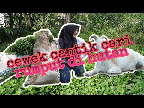 CEWEK CANTIK CARI RUMPUT BUAT KAMBING DIHUTAN!!