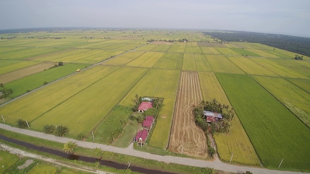 Sekinchan Sawah Padi Drone Footage Typhoon H - YouTube