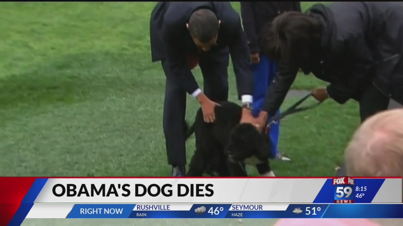 Obama s Dog Dies YouTube obama-s-dog-dies-youtube