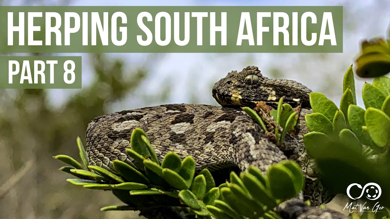 Herping South Africa Part 8 - Searching for the Albany adder (Bitis ...