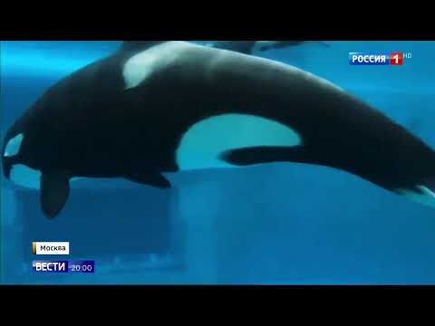 "A killer whale was born for the first time in Moskvarium" News ...