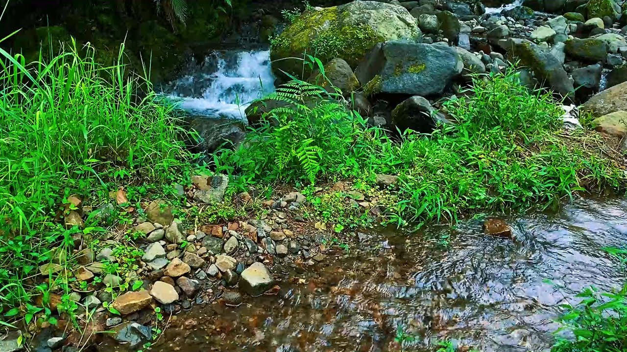 Forest River Tranquility - Flow to Help You Sleep - YouTube