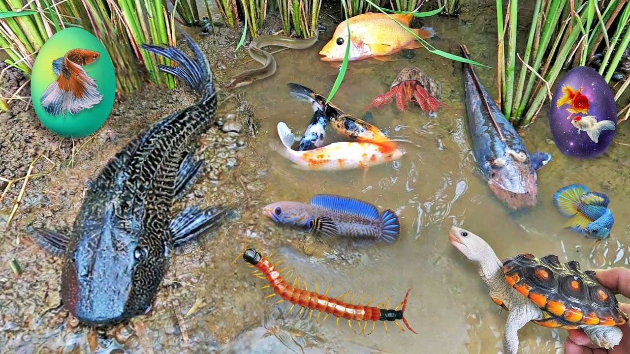 Catching Mini Ornamental Puffer Fish In Tiny Pond, Baby Arowana Fish ...