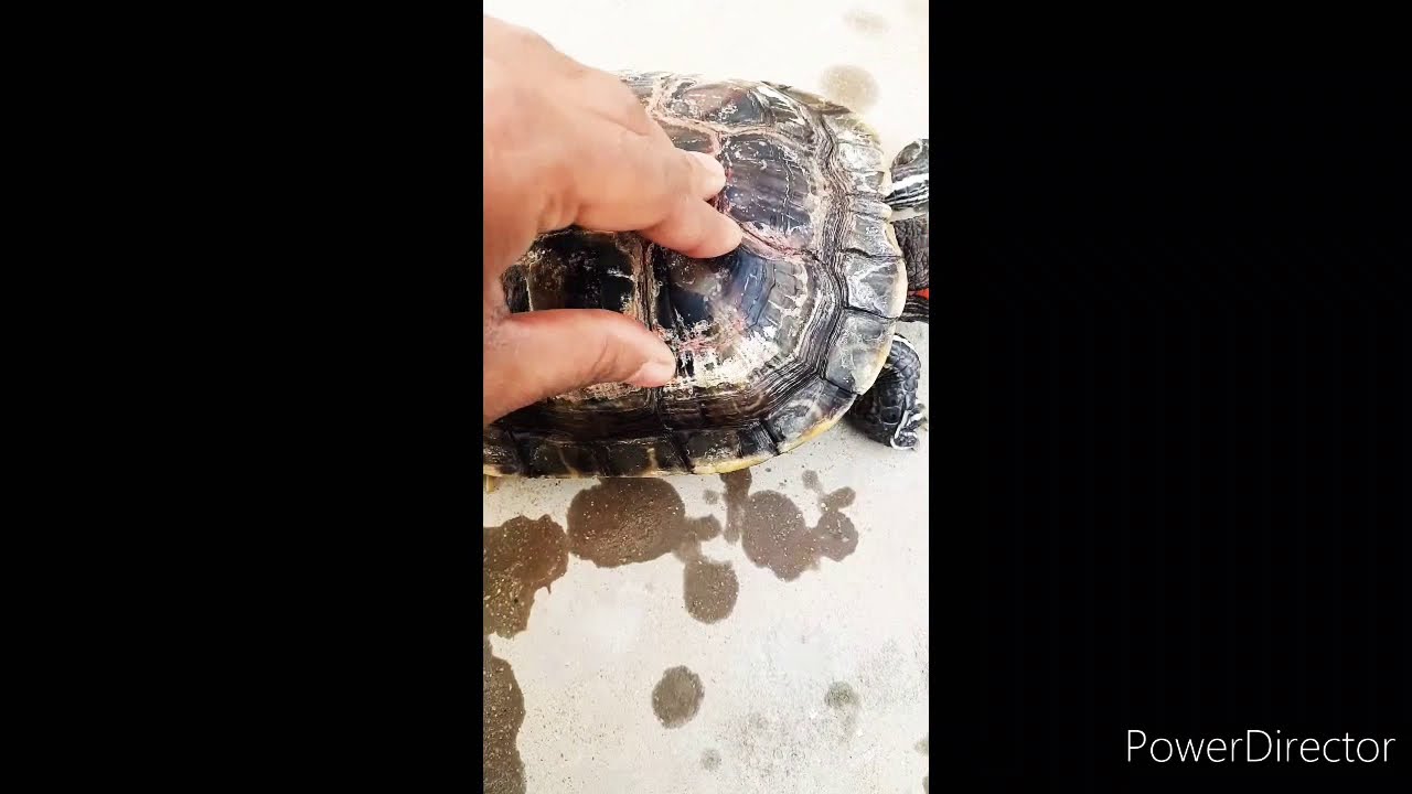 Turtle Shell Removed and clean | white spots on shell - YouTube