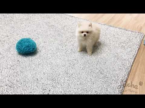 Mini pom !